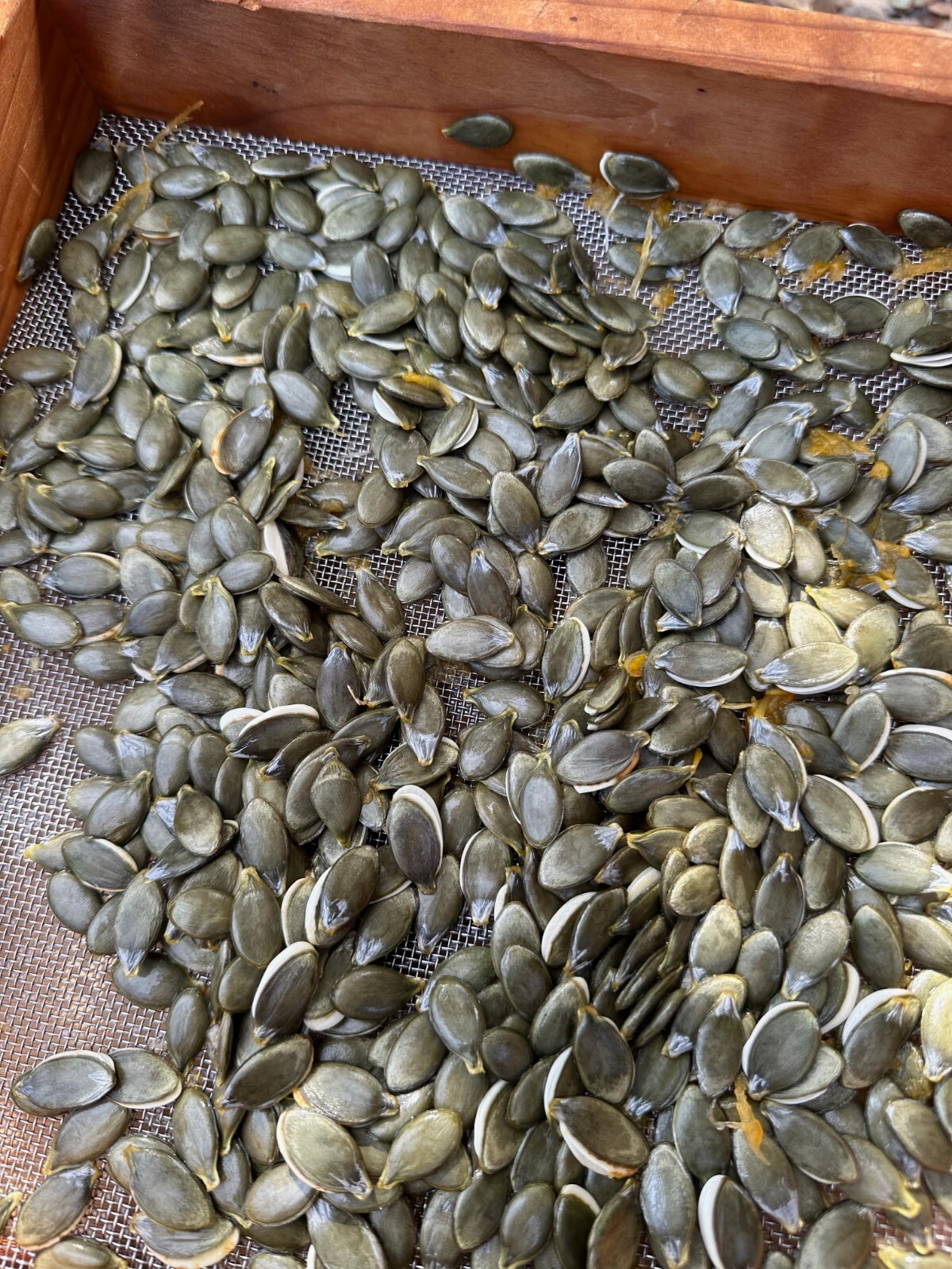 Styrian Hulless Pumpkin Seeds for Planting: Non-GMO Seed Packet or Bulk ...