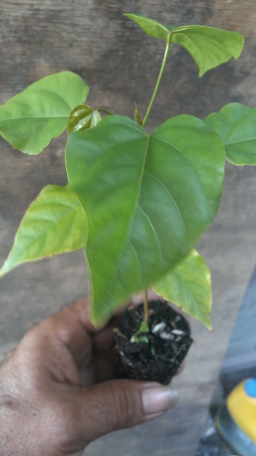 Annatto achiote live tree plant 5'' to 7'' | eBay