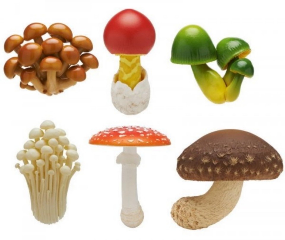 (Capsule toy) NATURE TECHNI COLOUR MONO PLUS Mushroom Magnet 1 [all 6 ...
