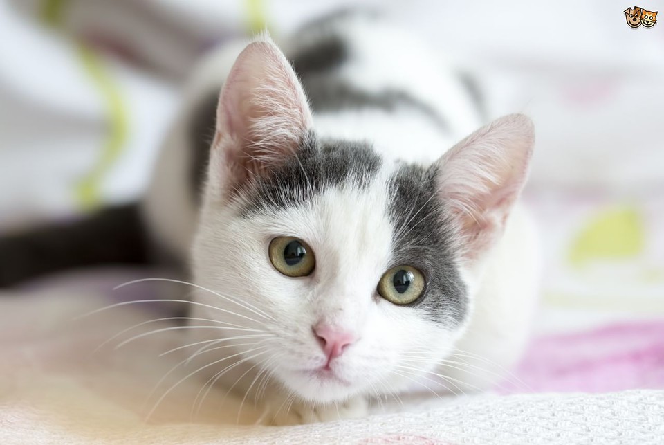 cat immune system boost - CAT IMMUNE SUPPORT - BOOSTER 3B- milk thistle ...