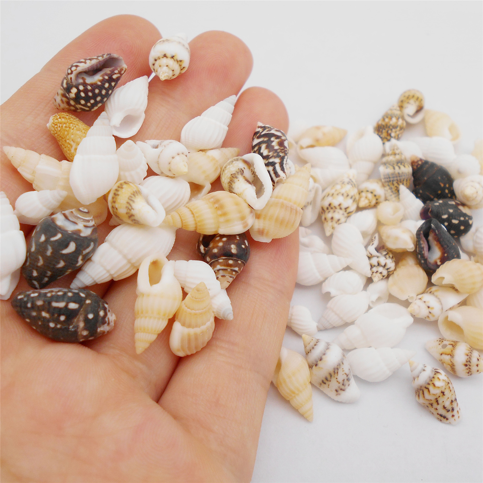 50-pack Bulk Tiny Conch Shells 1 - 2.5 cm Natural Seashells DIY ...