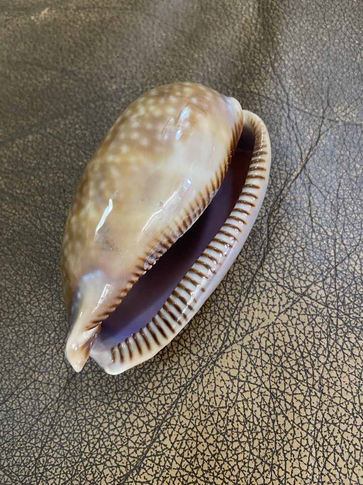 Rare Long Deer Cowrie Seashell | eBay