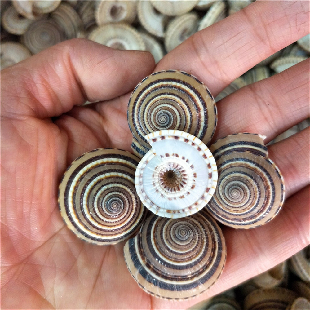 Spiral Sea Shells