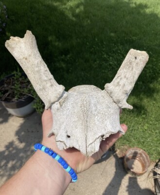 Real Weathered White Tail Deer Buck Skull bones craft decor cabin ...