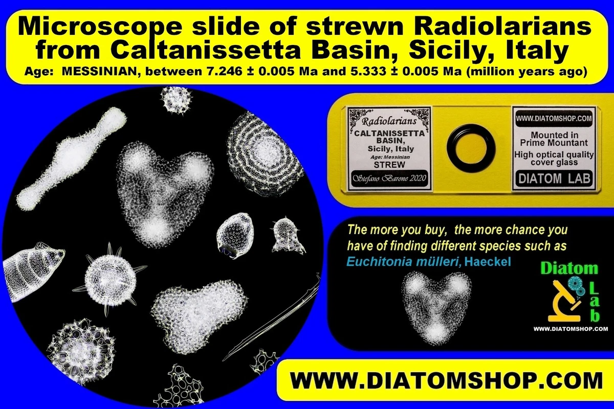Radiolaria Microscope