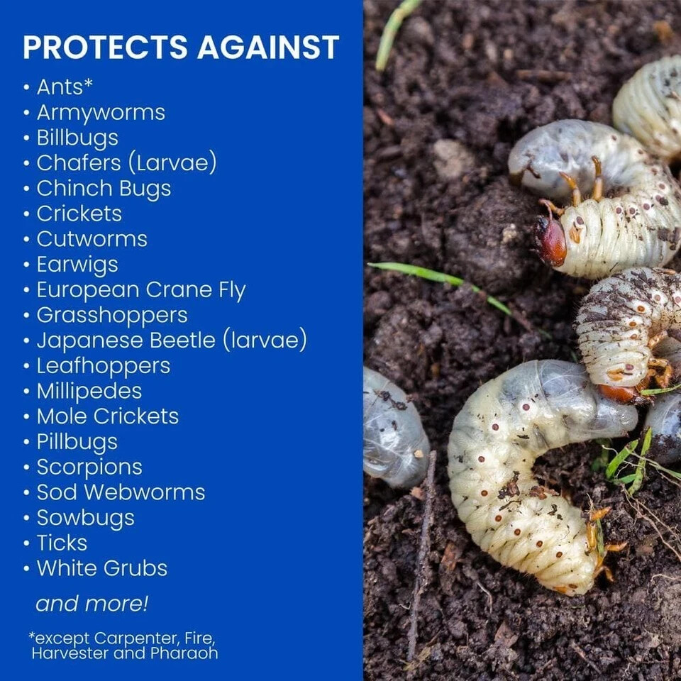 BioAdvanced 24 Hour Grub Killer Plus for Lawns, Lawn Insect Killer- 2 ...