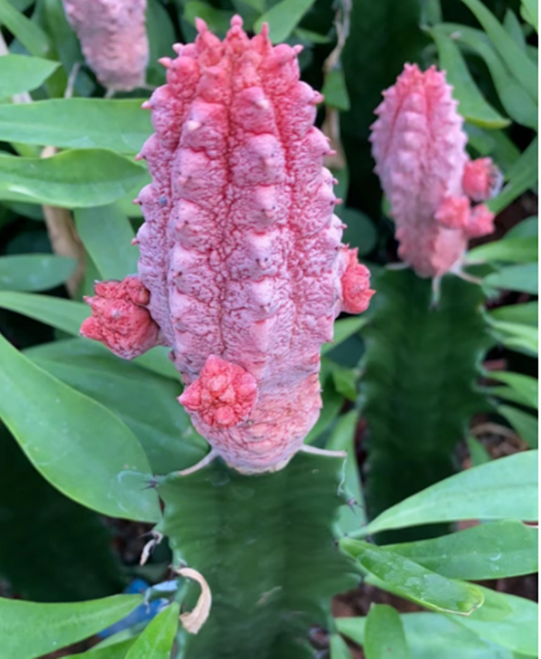 Cactus Succulent plant Red Euphorbia abdelkuri Euphorbiaceae High8-10cm ...