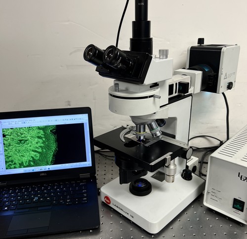 Leica Leitz Wild Laborlux 12 Fluorescence Trinoc Microscope with 5 MP ...