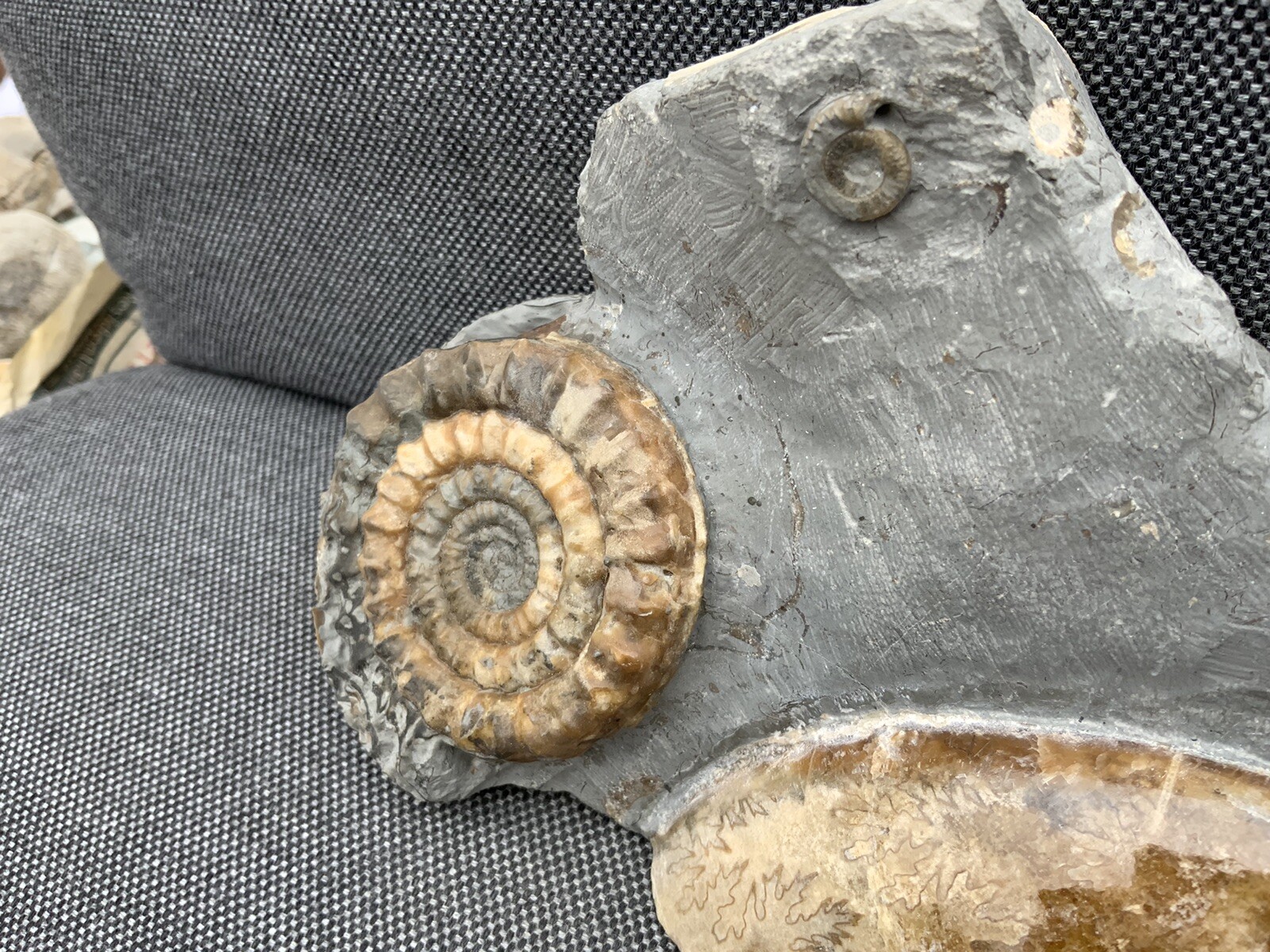 Echioceras + Gleviceras Ammonite + Belemnite Rare Fossil Freestanding ...