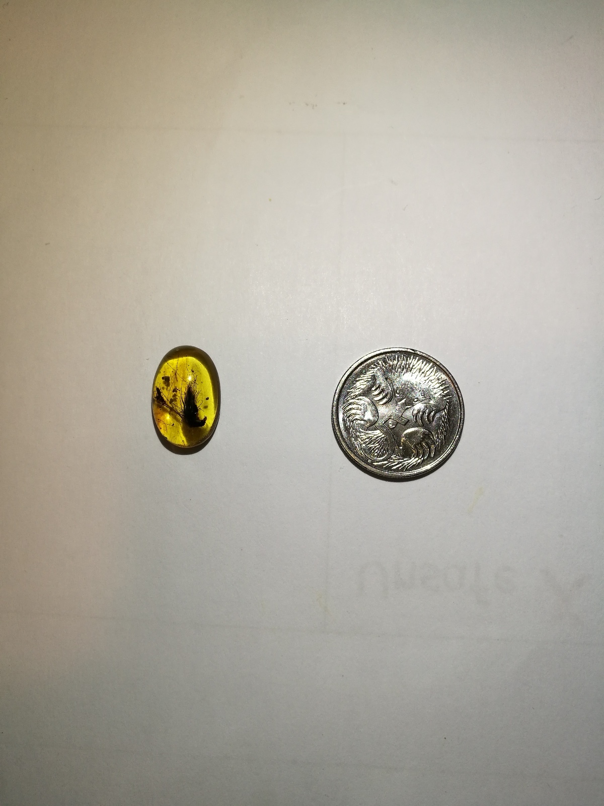 Dandelion seed plant spider inclusion in Burmite Amber Fossil Genuine ...