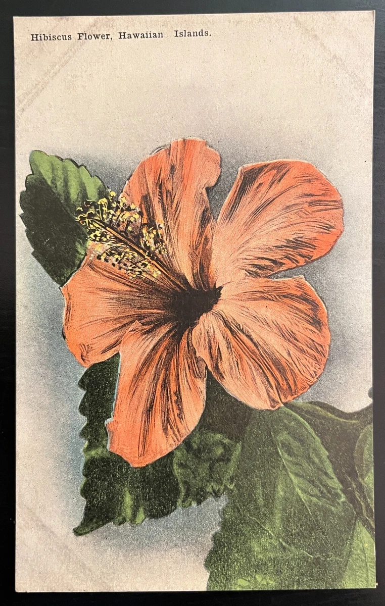 Vintage Hibiscus Pattern
