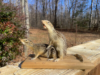 Taxidermy Nice Sexy, pair, of Breeding Thirteen-lined Ground Squirrels ...