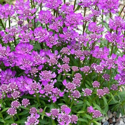 Iberis Plug Plants Evergreen Amethyst Pink Flowers Candytuft Perennial ...