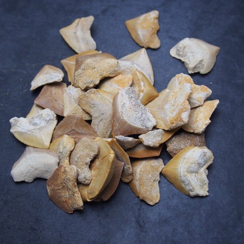 100 Grams Shark Squalicorax Pristodontus Corax Tooth Teeth Fossil lot ...