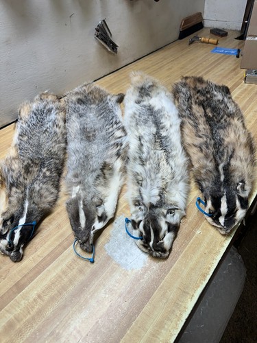 Tanned Badger Hide Fur # 3 Grade Id Tag Blue You Are Buying ( 1 ...