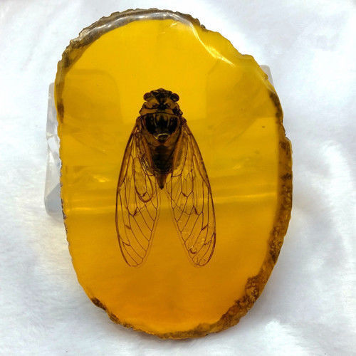 Chinese Collectible Rare Amber Inner Inlay Cicada True Insect Specimens ...