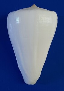 wenrab_shell | eBay Stores