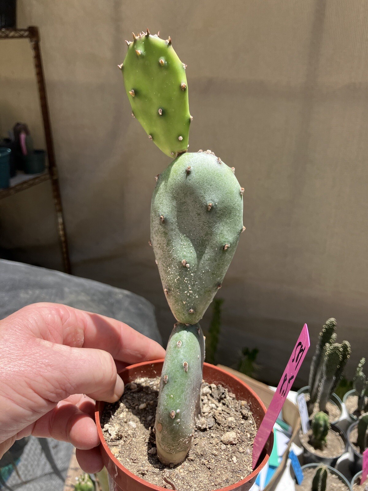 Opuntia canterae elata Ground Crawling Cactus 8.5"Tall #581P | eBay