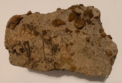 Fossil Indiana Crinoid Matrix In Limestone 4.5 Lb Specimen & Other ...