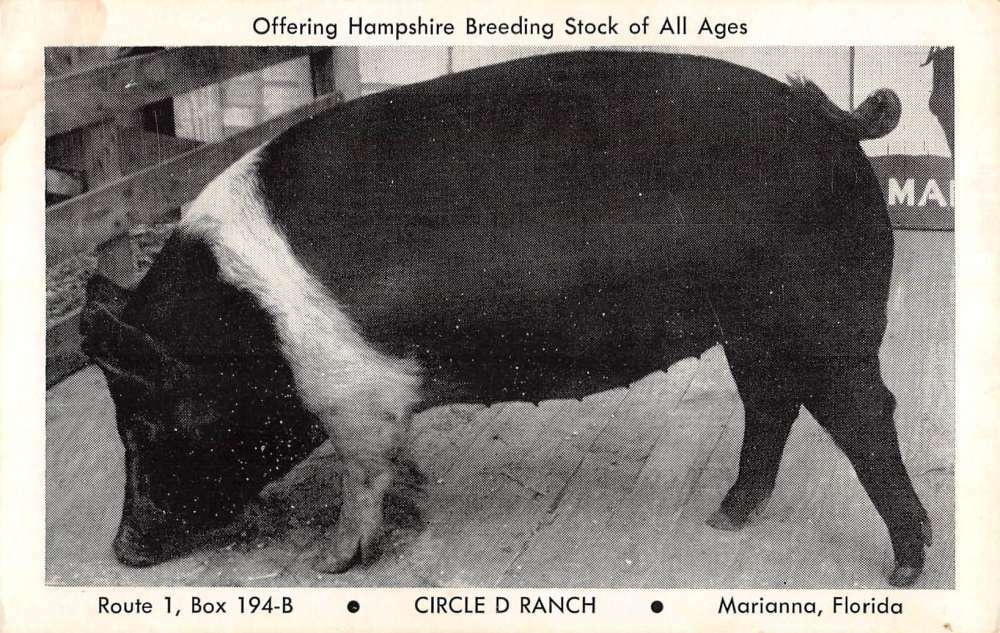 Marianna Florida Circle D Ranch Pig Vintage Postcard KK1715 | eBay