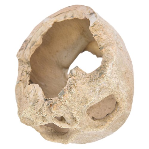 Gecko Skull Hide Snake Skulls Resin Decoration Freshwater Aquarium ...