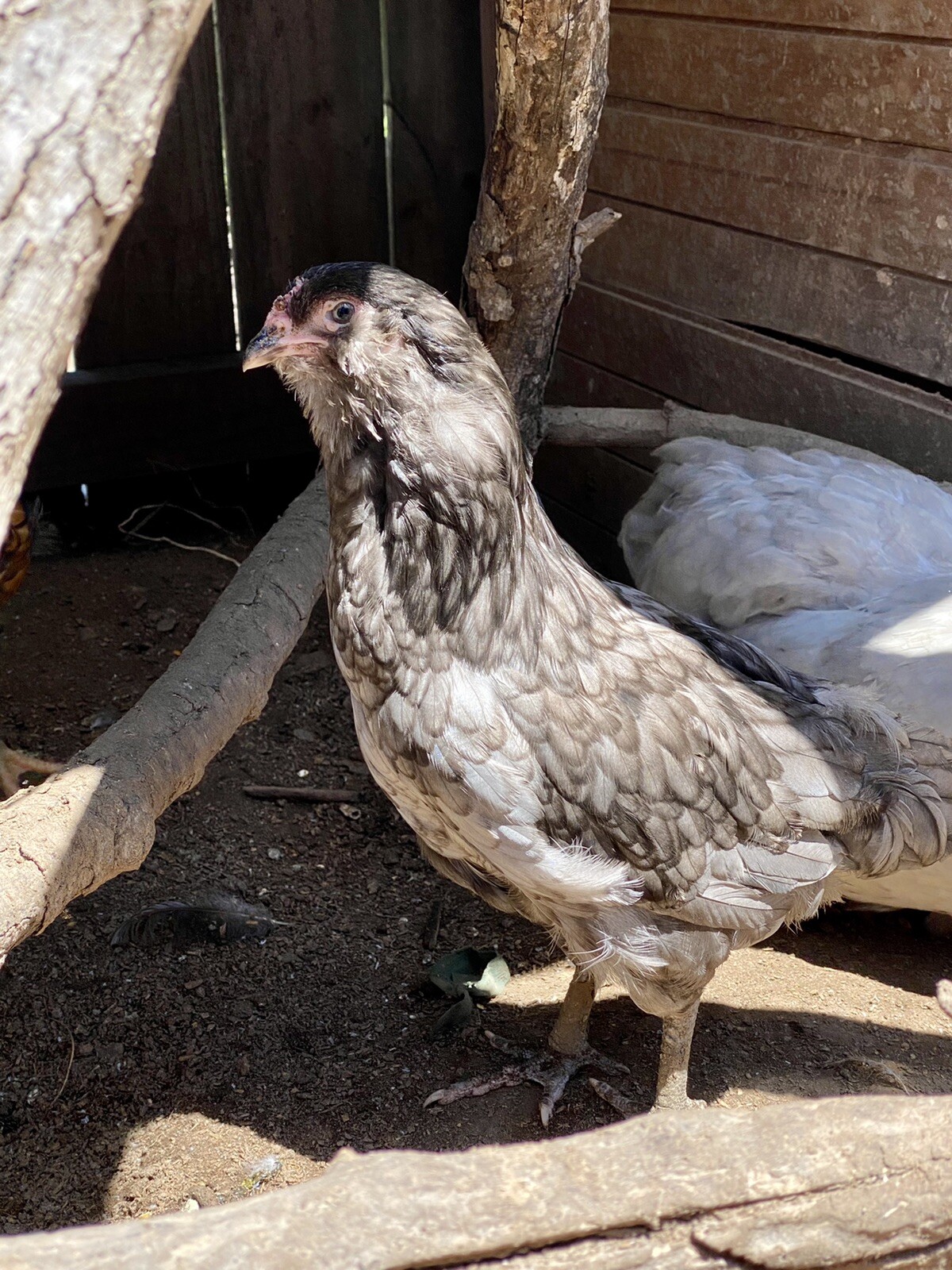 12 BYM Chicken Hatching Eggs Ameraucana Orpington Wyandotte Maran ...