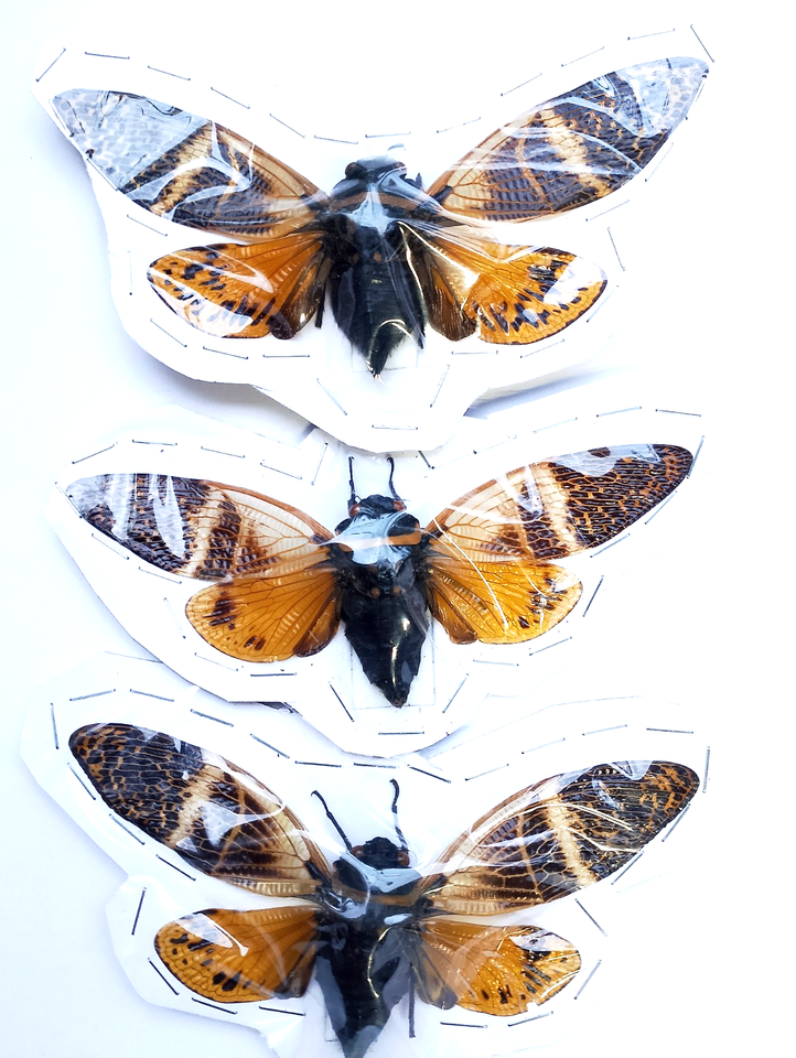 A-,Mix 6 Real yellow Cicadas and scorpions–DriedInsect Specimens for ...