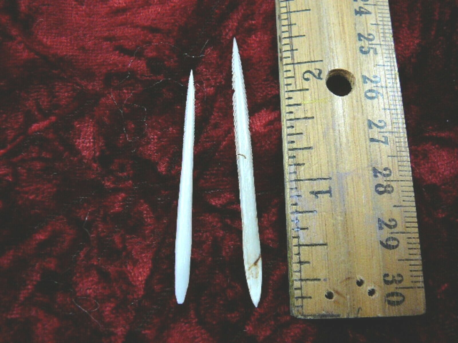 (f352-15) small 1-1/2" Stingray Ray barbs modern Himantura chaophraya ...