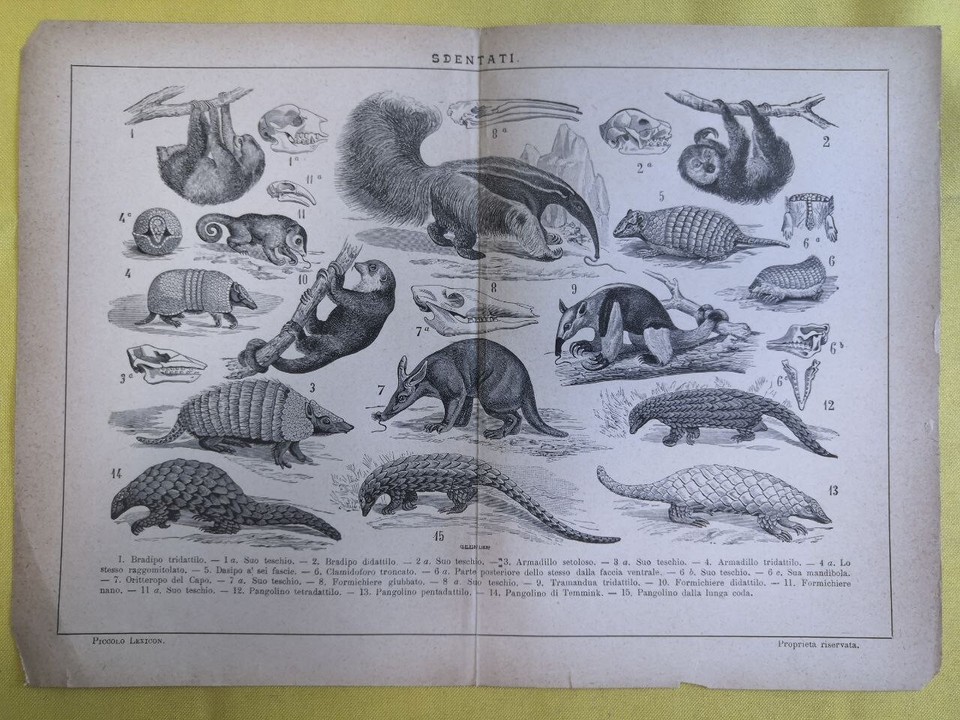 1929 TOOTHLESS Animals Engraving Anteater Pangolin Illustration 10.5 x ...