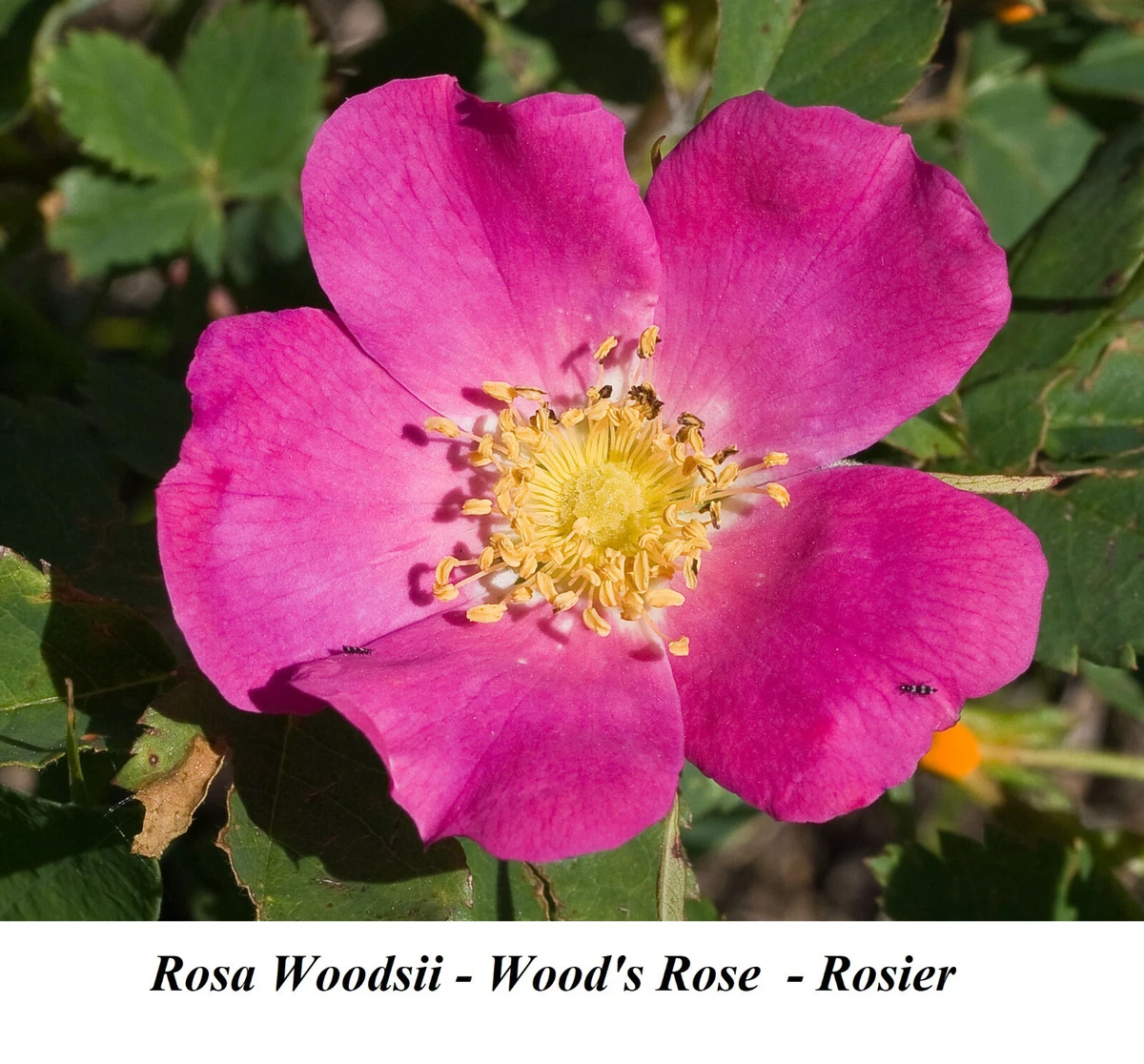 Rosa Woodsii Winter