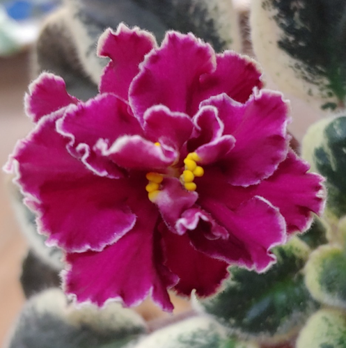 African Violet Plant - LE - Oksana ~ Raspberry star w/ wavy edge ...
