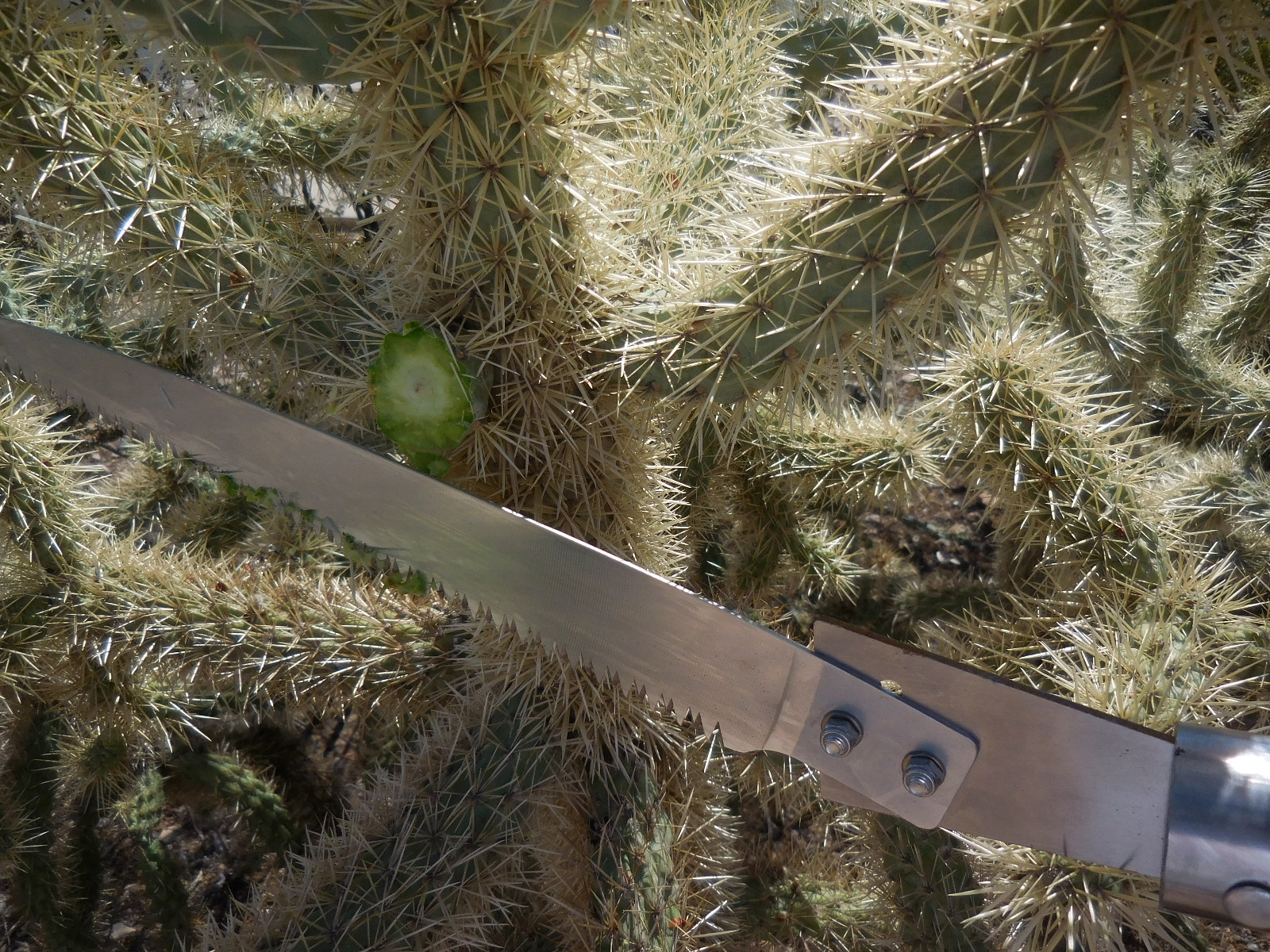 6' long agave and cactus trimmer cutter with blade and handle | eBay