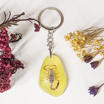 CSc1 Resin real Taxidermy Striped Bark scorpion Key Chain curiosities ...