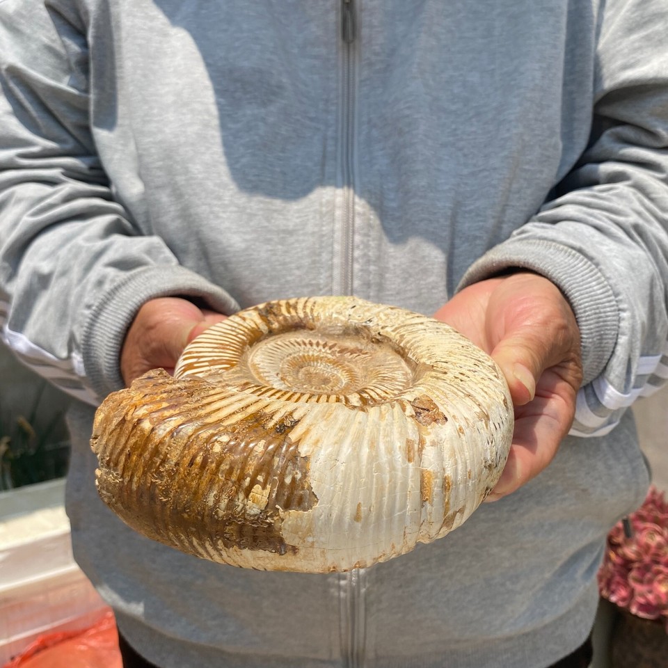 1110g Large Natural Raw Ammonite Fossil Display Collection Specimen ...