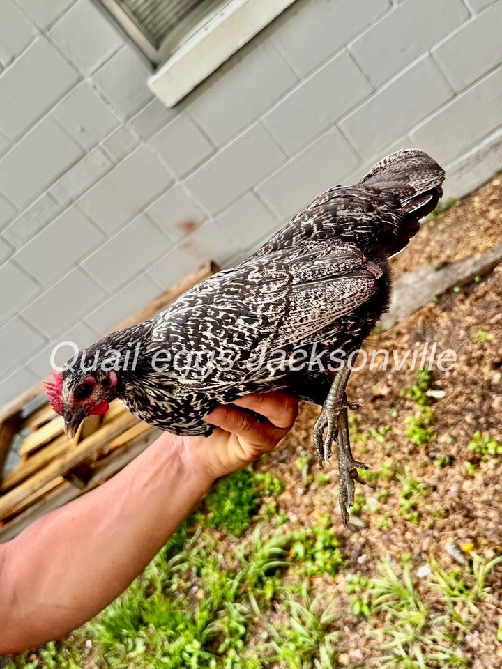 8 Fresh High Hatching SERAMAS Chicken Bantam Eggs FERTILE ,Assorted ...