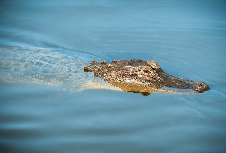 Nikon D7500 Digital SLR Camera & Lenses - SC 19,188 - Fast Post! | eBay UK