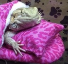 LEOPARD PRINTS #1 LRG ATTACHABLE WHOLE SET SOFT BED COVERS 4 BEARDED ...