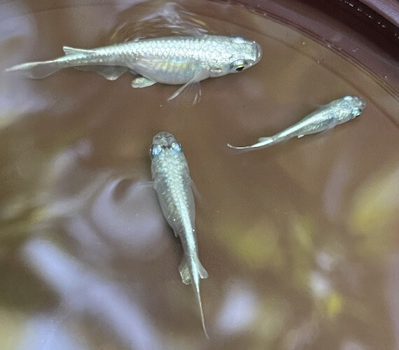A Trio-Platinum Blue Miyuki Japanese Medaka/RiceFish, Hardy Aquarium ...