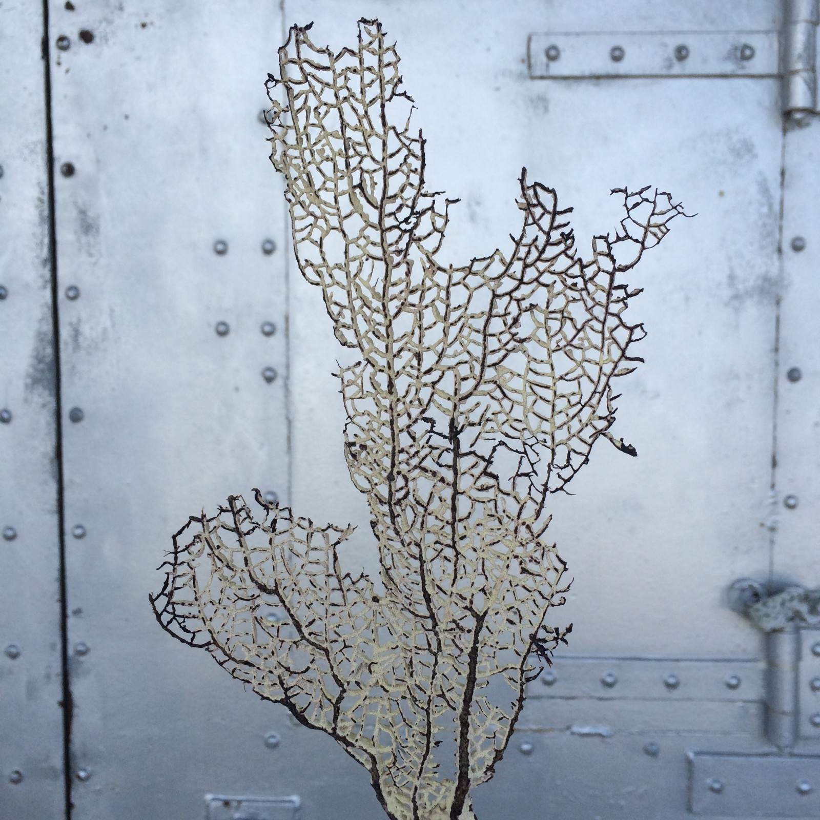 12" x 5" Light CARIBBEAN SEA FAN CRAFTS HOME&WALL DECOR FRAMING DISPLAY ...
