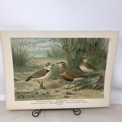 Original Chromolitho by Franz Eugen Kohler Shore Birds Dotterel Plover ...