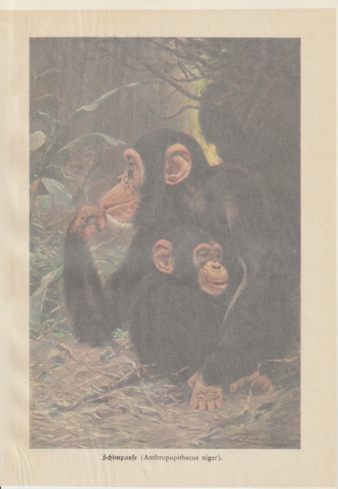 Chimpanzee Bonobo (Pan Paniscus) Rare Colour Printing By 1901 Wilhelm ...