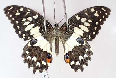PA13062. Insects, butterflies: Papilio sp. Vietnam. Nghe An | eBay