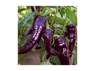 Purple Marconi Pepper - Sweet Purple Pepper - 5+ seeds Ca 006 | eBay UK