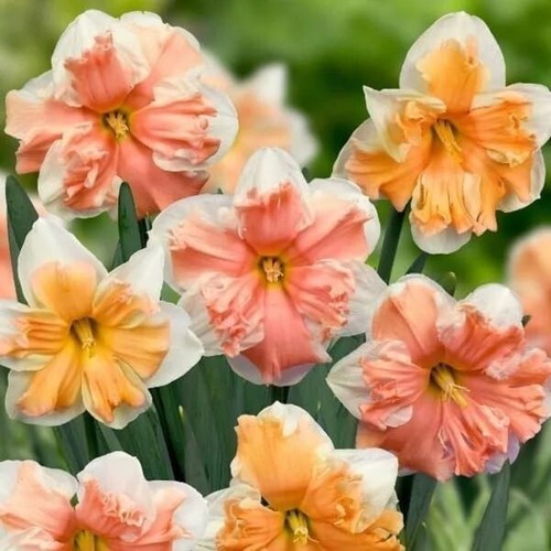 Butterfly Double Daffodils 5 LG Bulbs Narcissus Mix Flowers Plant ...