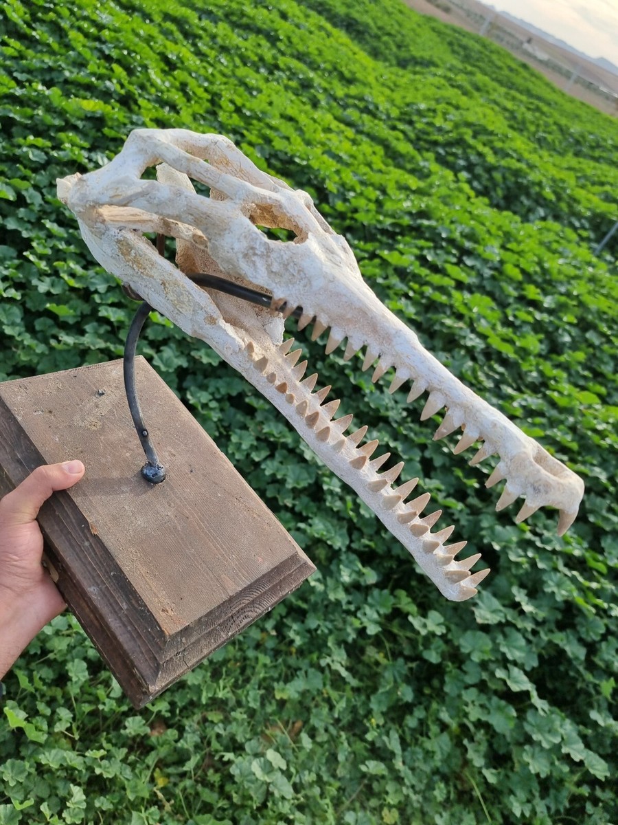 Prehistoric Alligator Fossil Monster Crocodile Was Ancient Human