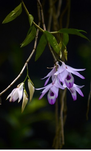 Dendrobium maccarthiae, Species Orchid. | eBay Australia