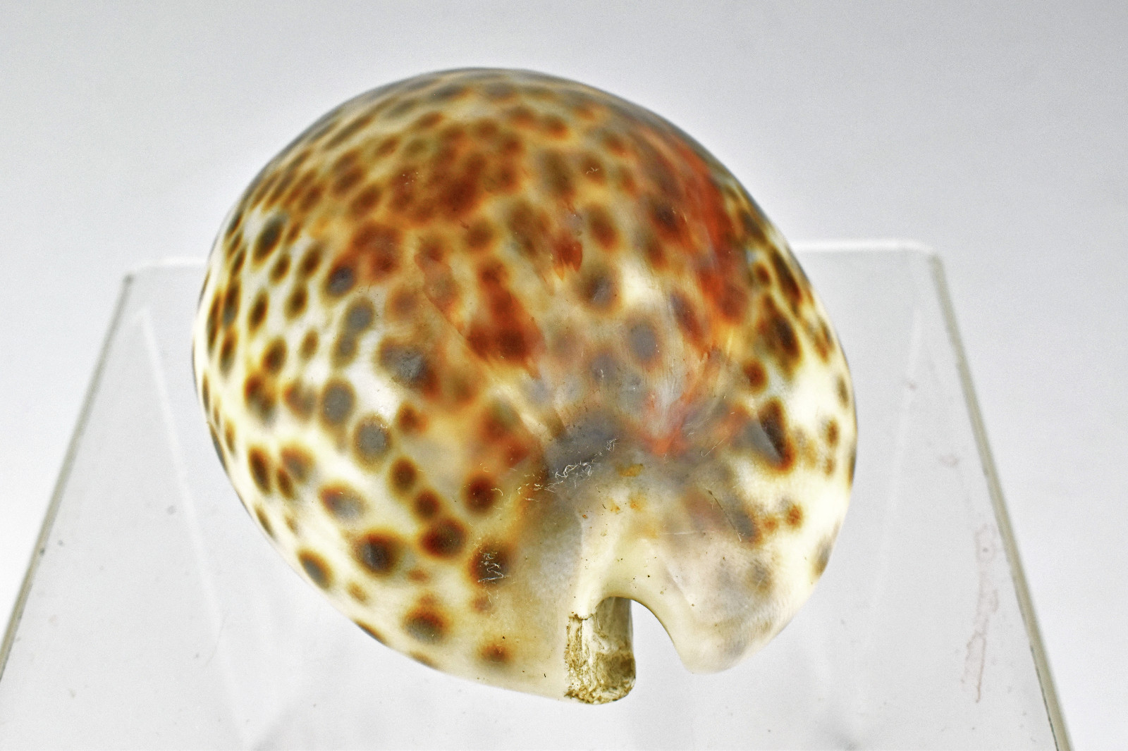 Tiger Cowrie Cowry (Cypraea Tigris) Shell 87mm | eBay