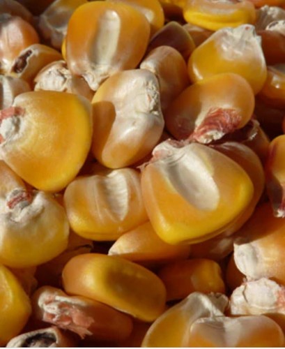 1/4 Lb. ( Approx. 275 Seed ) Hickory King Yellow Field Corn Non GMO ...