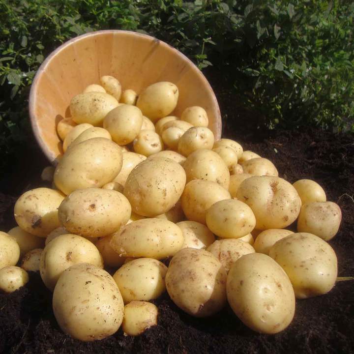 Seed Potatoes 70+ Varieties - Scottish Basic Seed Potatoes X20 Tubers ...