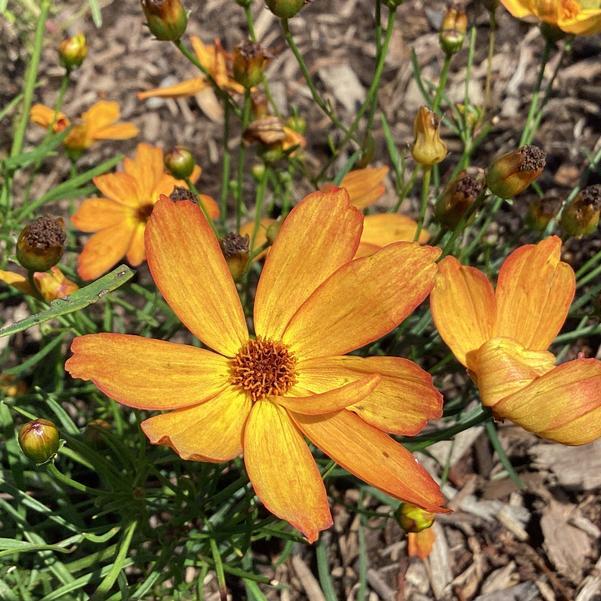 72 COREOPSIS FALL SENSATION AMBER Live Vegetative Plants Plugs AV | eBay